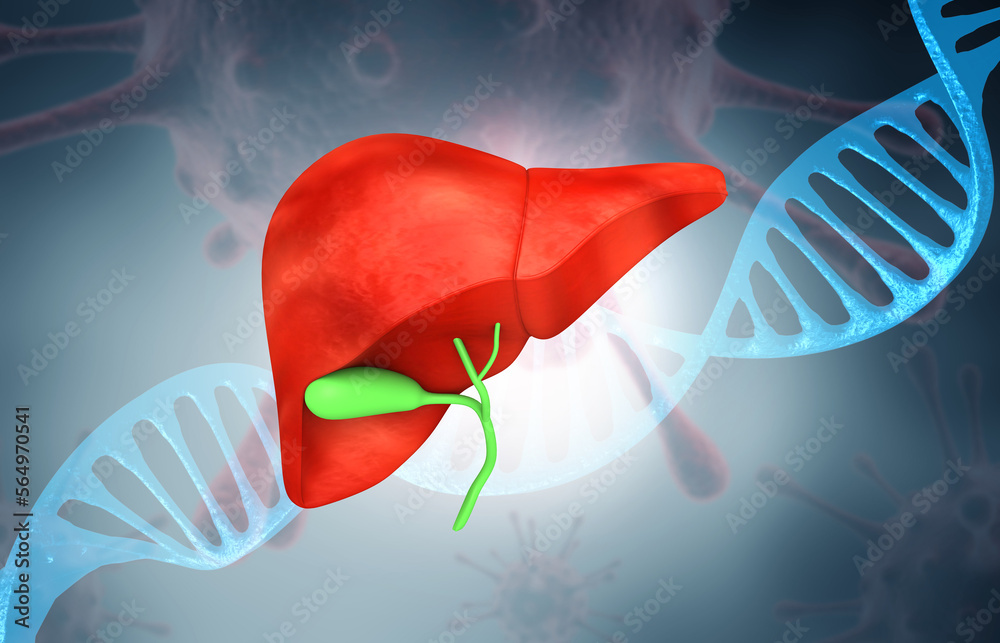 Healthy human liver anatomy. 3d illustration. Stock Illustration ...