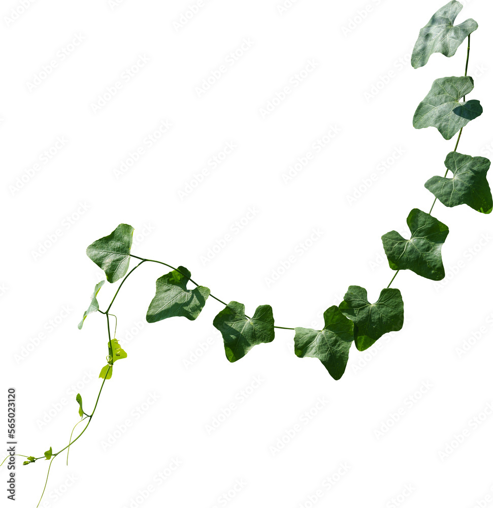 Vine plant, green leaves Stock Photo | Adobe Stock