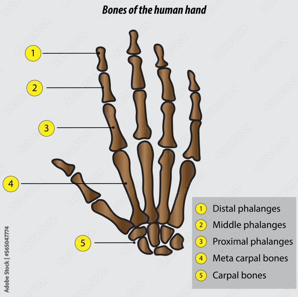 hand Bones anatomy of the hand bones drawing of the hand and the wrist ...