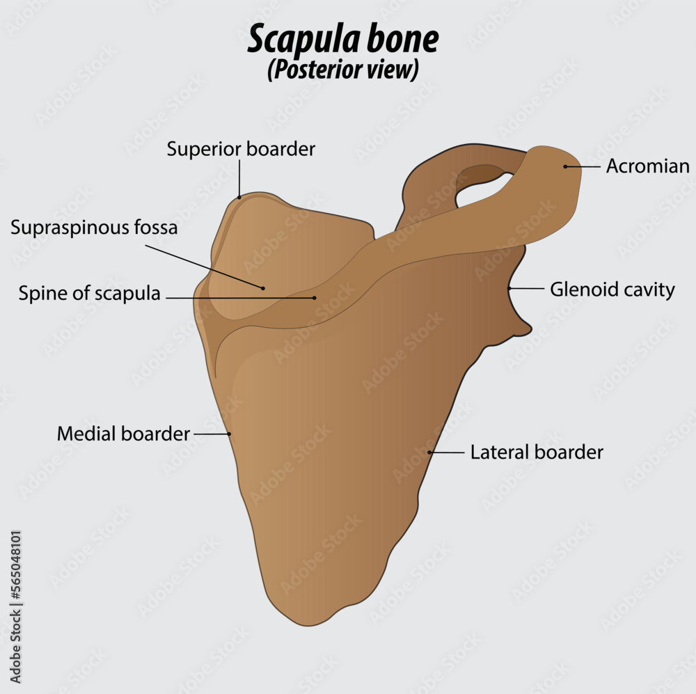 labeled diagram of the Scapula bone vector drawing Stock Vector | Adobe ...