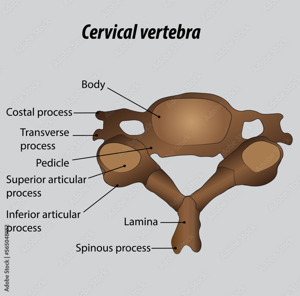 Cervical vertebrae of the spinal column labeled diagram drawing Stock ...