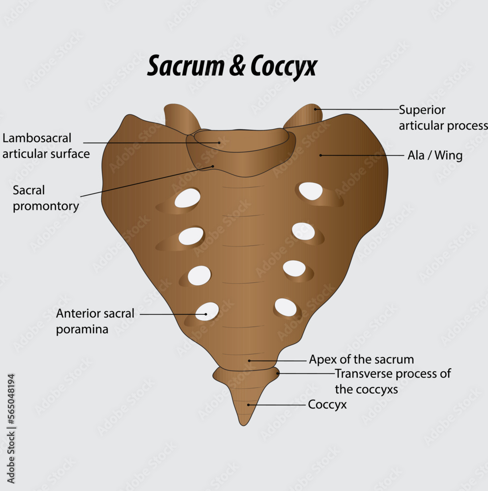 sacrum and coccyx labeled diagram vector drawing Stock Vector | Adobe Stock