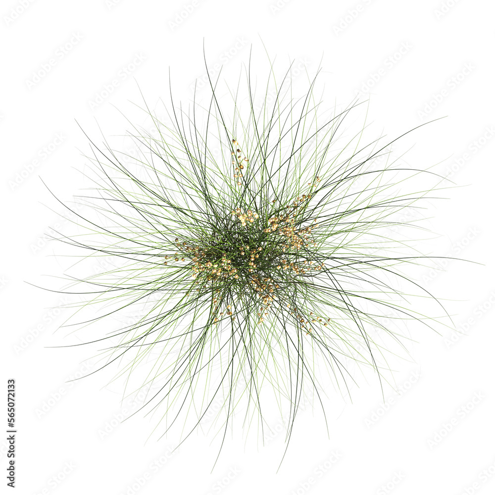 wild field grass, top view, isolated on a transparent background, 3D ...