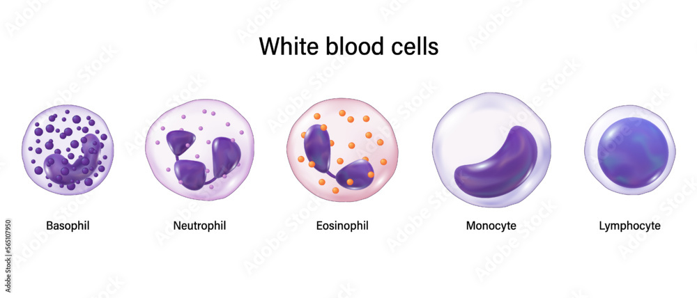 Type of white blood cells. Basophil, Neutrophil, Eosinophil, Monocyte ...