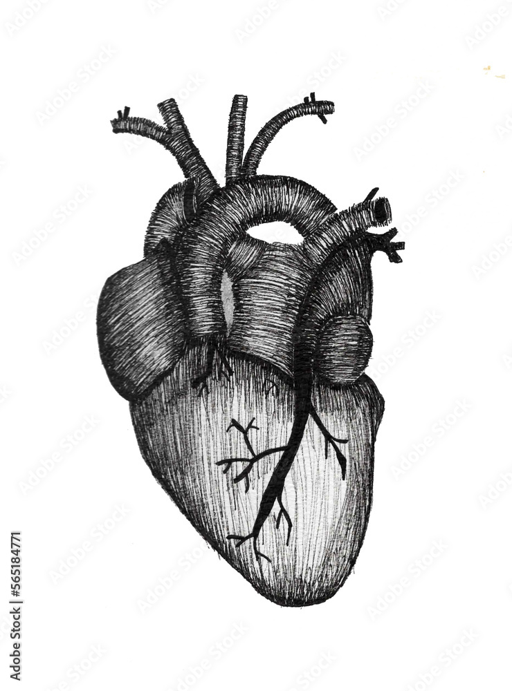 Ilustración de Stock corazón humano dibujado a mano en blanco y negro ...