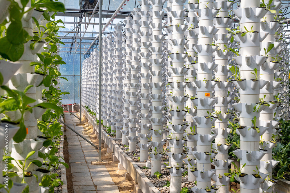 Sustainable Agriculture. Hydroponics based production method farm ...