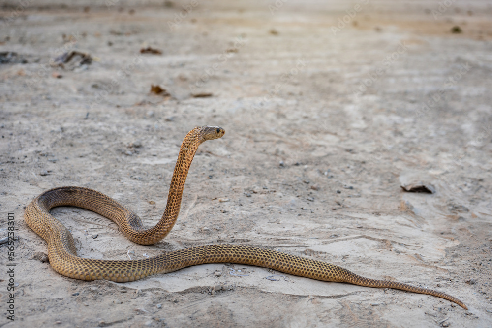Venomous snake dangerous. Pregnant female golden Equatorial spitting ...
