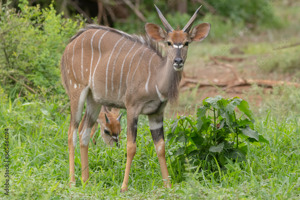 Lowland nyala or nyala, female - Tragelaphus angasii with goatling with ...