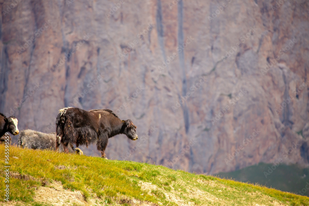 Photo Stock A herd of yaks graze in the mountains. Himalayan big yak in ...