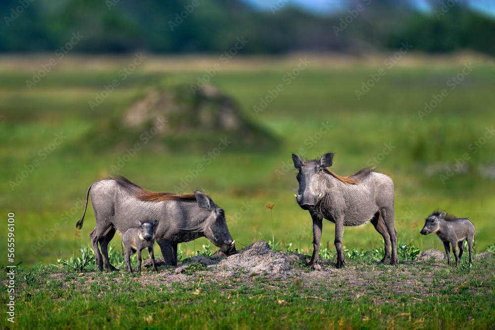 Warthog family, two young, in the green wet season African landscape ...