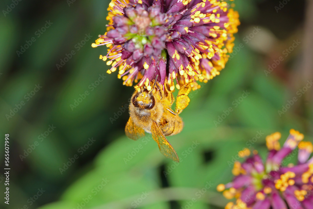 Honey Bee or also honeybee, Apis mellifera collecting pollen of flower ...