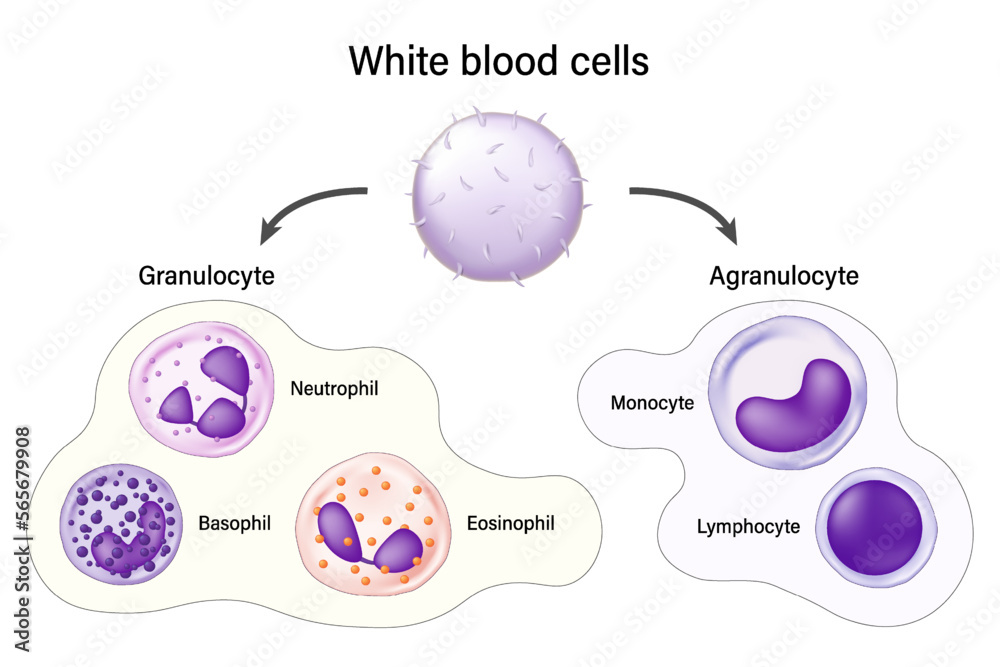White blood cells. Granulocyte and Agranulocyte. Basophil, Neutrophil ...