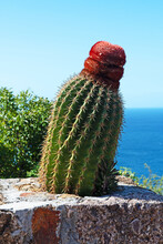 Turk's Head Cactus Free Stock Photo - Public Domain Pictures