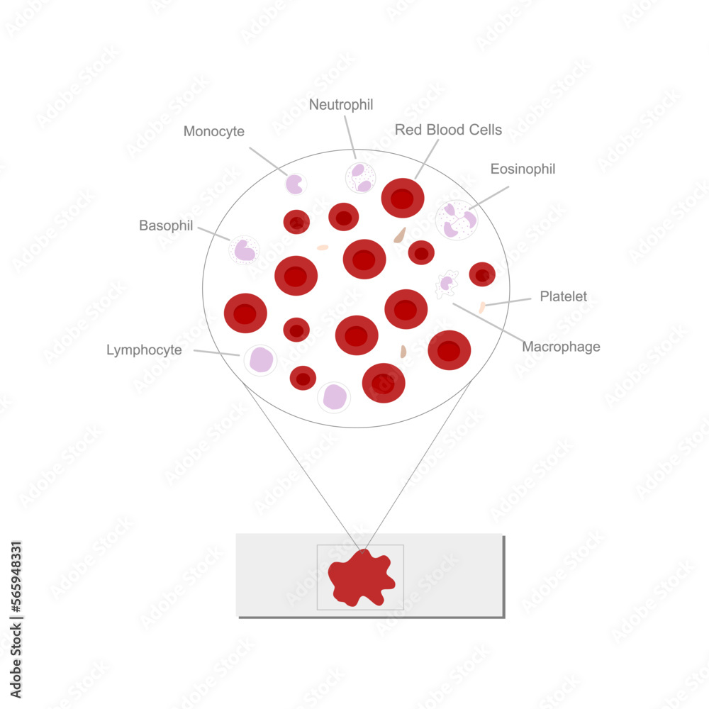 The picture of various blood cell types of blood cell in blood sample ...