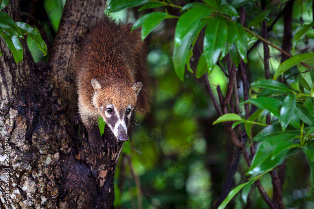White-nosed Coati - Nasua narica, known as the coatimundi, family ...