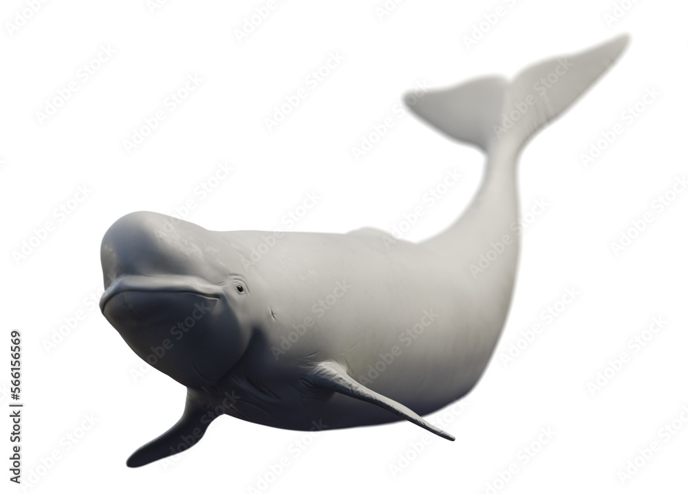 Beluga, arctic white whale isolated on transparent background Stock ...