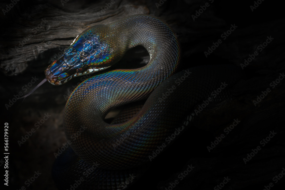Black beauty snake with colorful scale from Papua New Guinea using ...