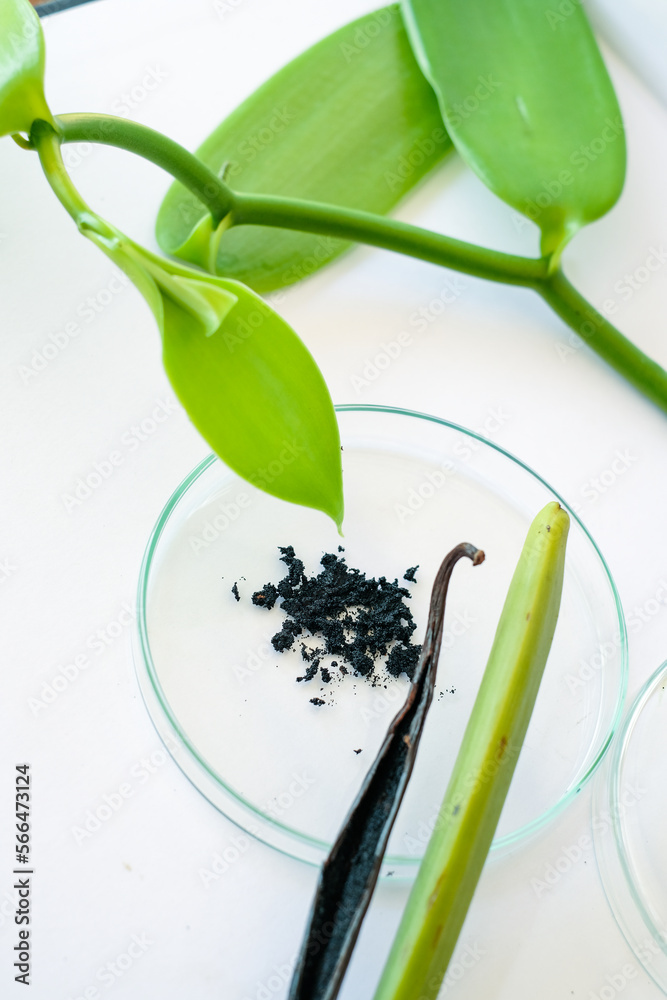 Vanilla Planifolia and leaves ,Bourbon Vanilla Dark brown to black and ...