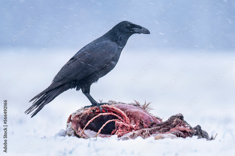 Raven bird eating dead animal in winter scenery Stock Photo | Adobe Stock