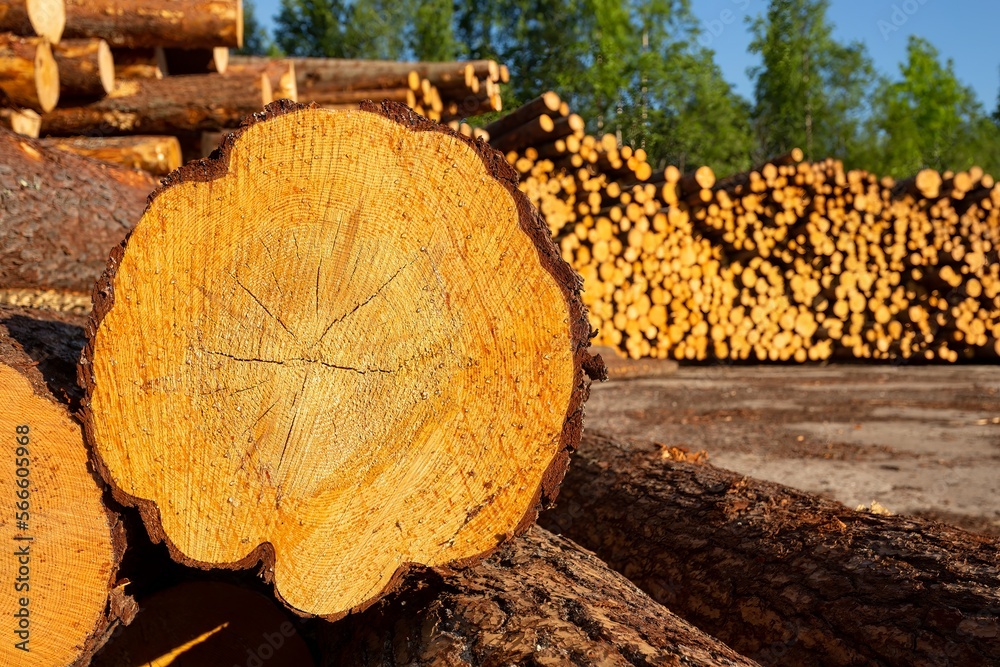 Deforestation, forest destruction. Timber harvesting. Pile, stack of ...