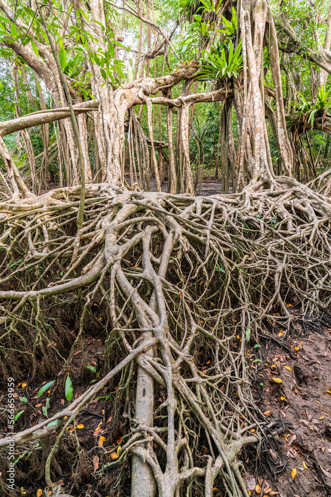 Massive banyan tree root system in rain forest, Sang Nae Canal Phang ...