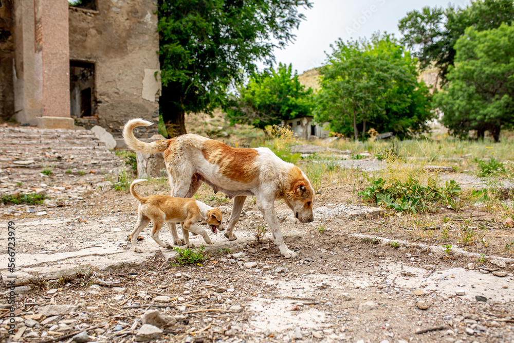 Abandoned animals on the streets of a ruined city, stray dogs near ...
