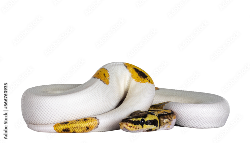 Young Piebald Ball Python aka Python Regius snake. Very high on white ...