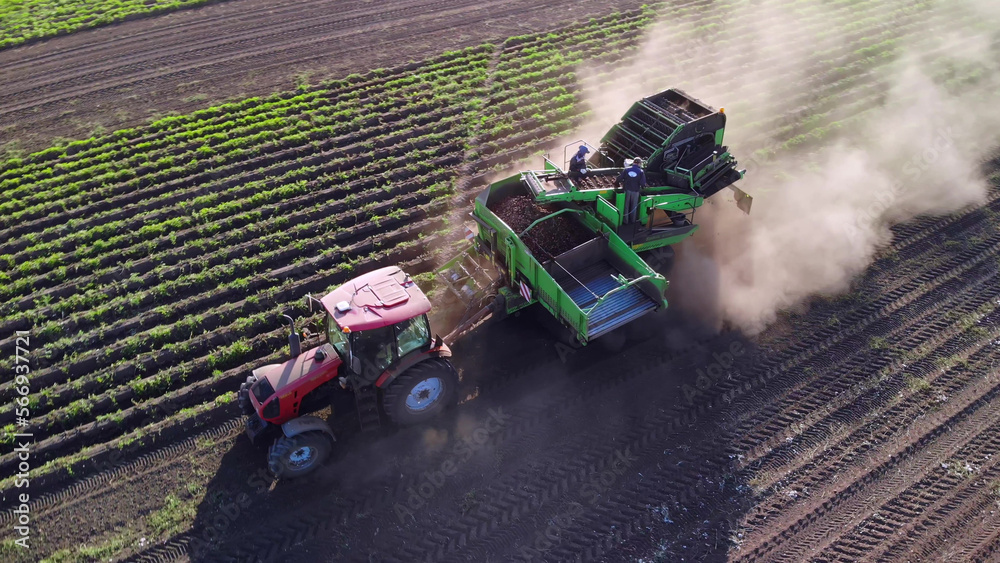 Harvester collects potatoes aerial view. Workers perform primary ...