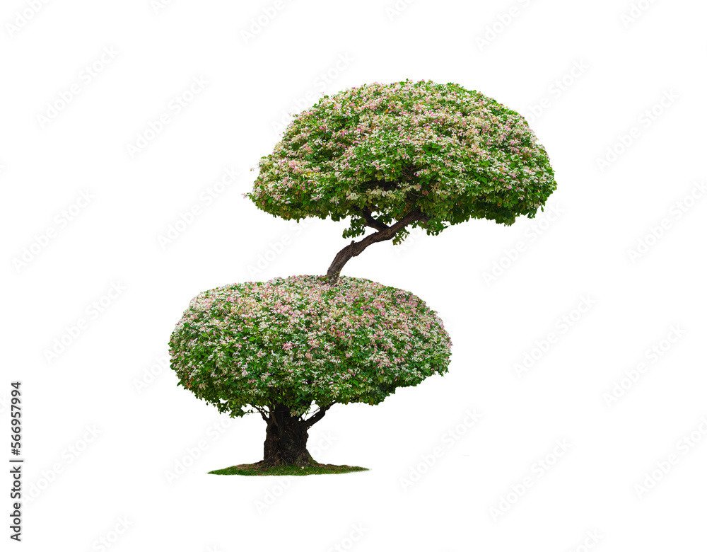 Beautiful decorative dwarf variegated Manila tamarind or Madras Thorn ...