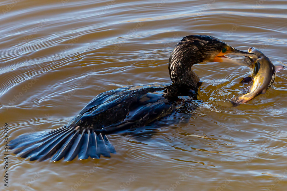 Black cormorant fishing in the lagoon. A fisher bird with a fish in its ...