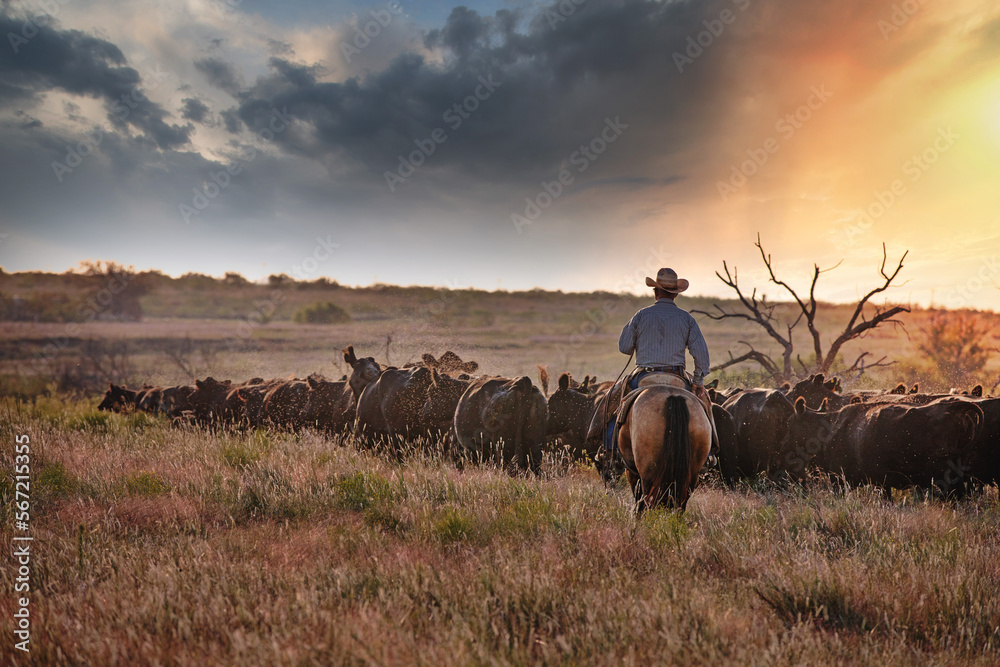 ภาพถ่าย Stock Texas Cowboy | Adobe Stock