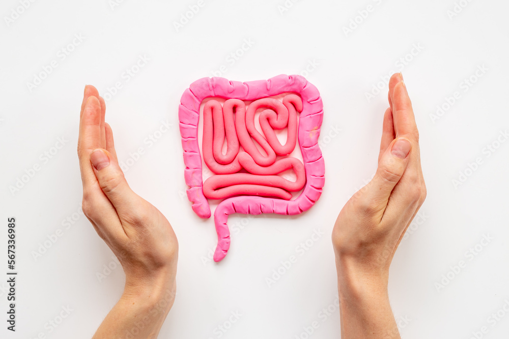 Human intestines colon organ shape with hands. Digestive tract problems ...
