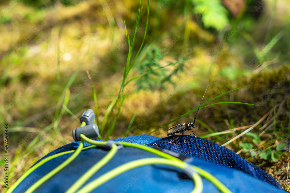Large black beetle sits on a blue tourist backpack. Cerambyx is a genus ...