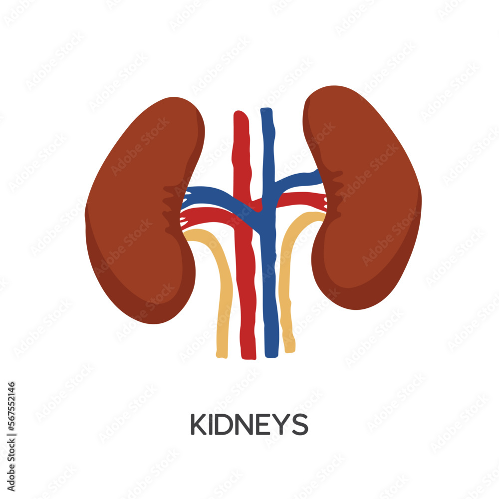Human Internal organs, cartoon anatomy body part kidneys, vector ...