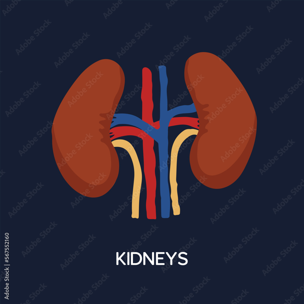 Human Internal organs, cartoon anatomy body part kidneys, vector ...