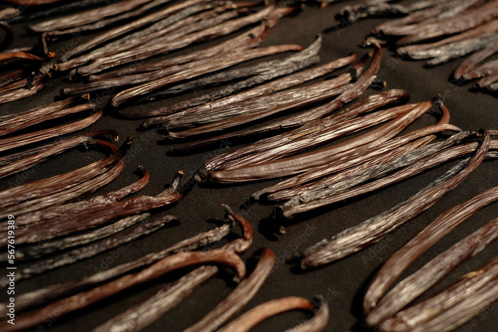Vanilla pods Drying ferments process for grading vanilla flavor. Stock ...