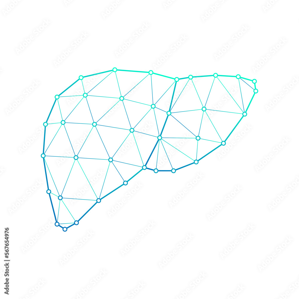 Human Liver Digestive, Hepatic System Polygonal Low Poly Triangulated ...