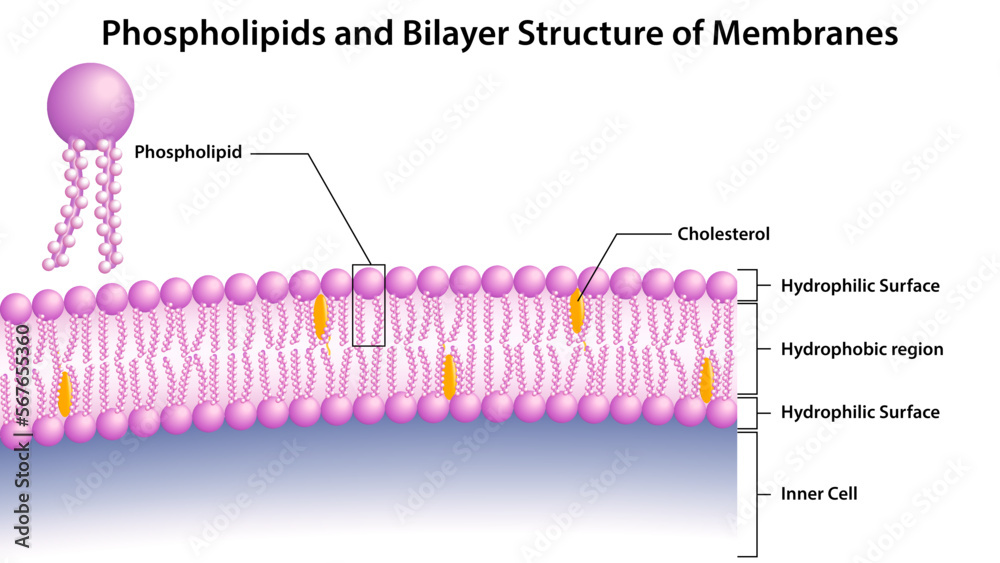 Phospholipids and Bilayer Structure of Membranes - Vector Medical Illustration Stock Vector ...