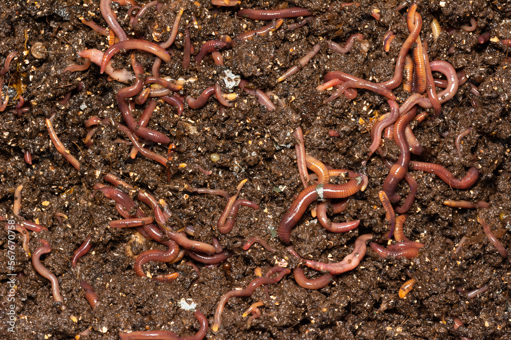 Composting worms turn household waste into valuable worm castings ...