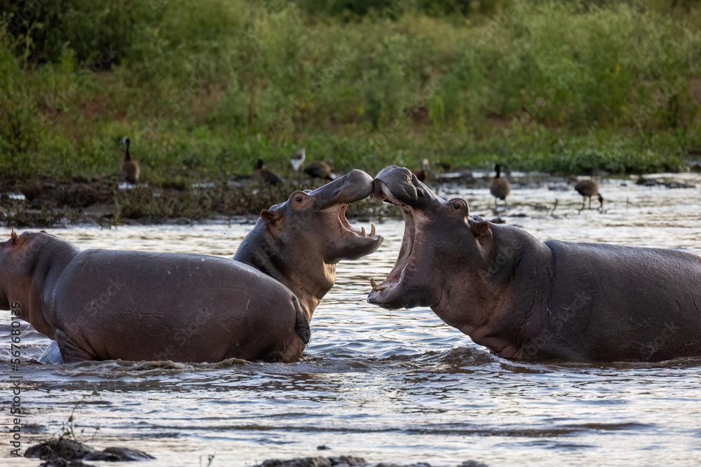 Two hippos stand face-to-face in the water with their mouths wide open ...