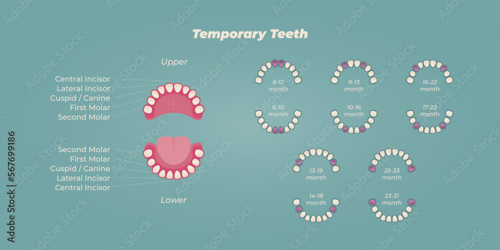 Medical dental diagram illustration. Orthodontist human tooth anatomy ...