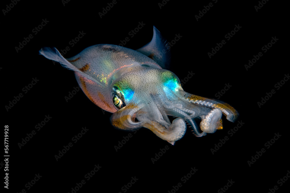 Bigfin Reef Squid - Sepioteuthis lessoniana hunts at night. Underwater ...