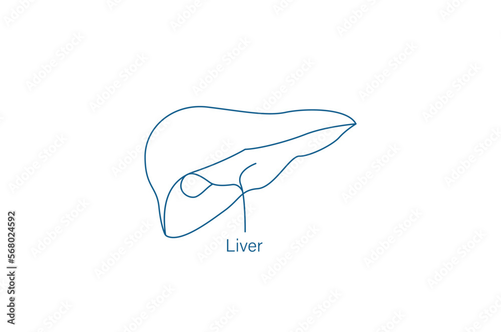 Human liver line art vector illustration Stock Vector | Adobe Stock