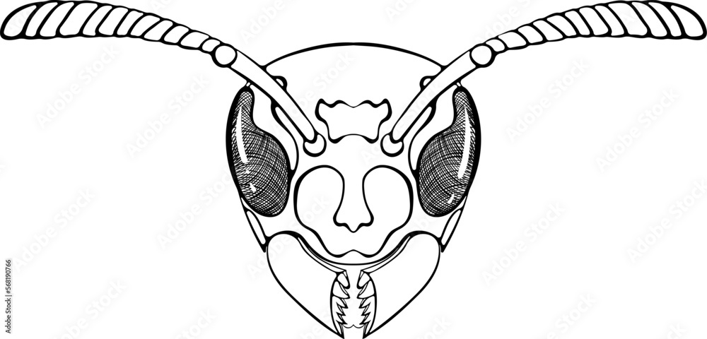 Wasp head icon outline. Vector illustrations in hand drawn sketch style ...