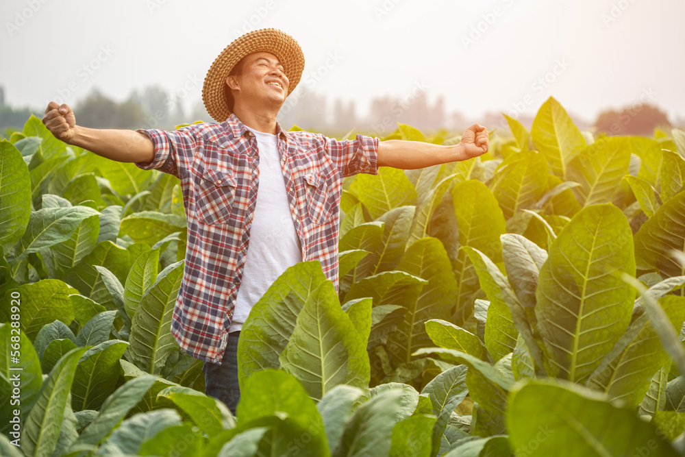 Happy farmer. Asian farmer working in the field of tobacco tree, spread ...