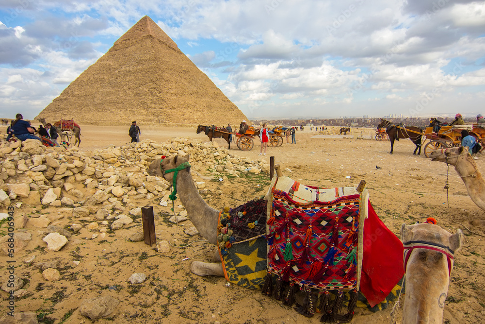 Camels in sandy desert near the The Pyramid of Khufu, archaeological landmark in Giza, Egypt ...