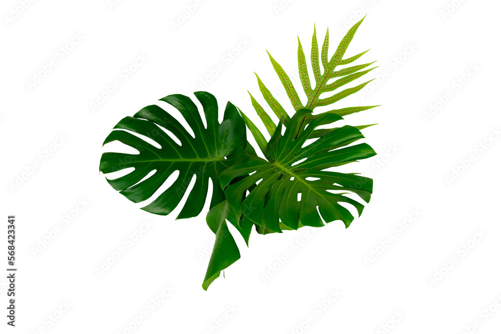 Plant leaves Green nature Tropical forest isolated on transparent ...