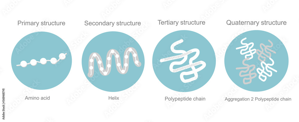 The 4 types of protein structure : primary, secondary, tertiary and quaternary that represent in ...