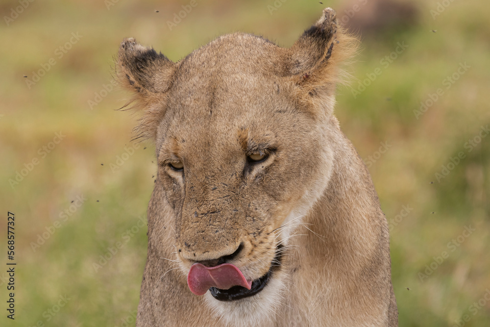 Portrait of african lion - Panthera leo, lioness leaking lips. Photo ...