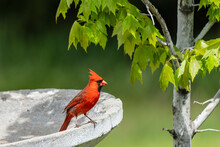 Cardinal At Bird Bath Free Stock Photo - Public Domain Pictures